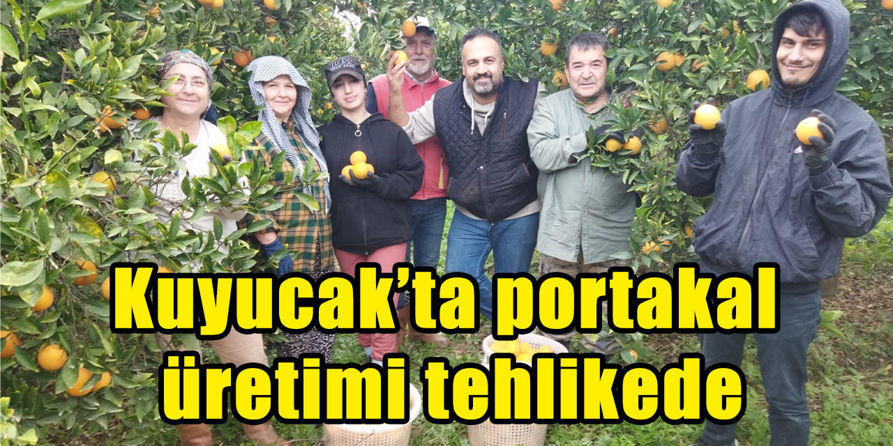Kuyucak’ta portakal üretimi tehlikede