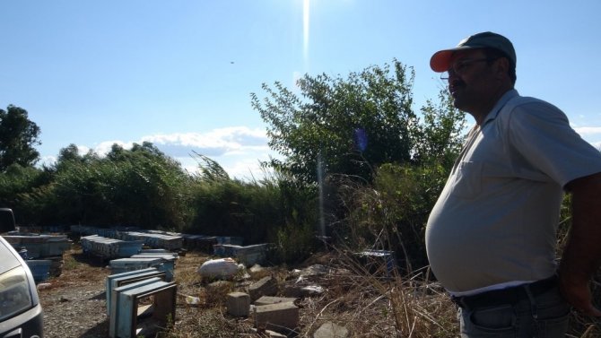 Eşek arıları, Kozan’da arıcıların ve vatandaşların kabusu oldu