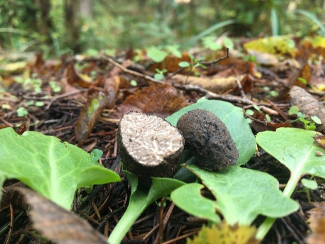 " Kara elmas" trüf mantarının doğadan toplanma macerası havadan ...