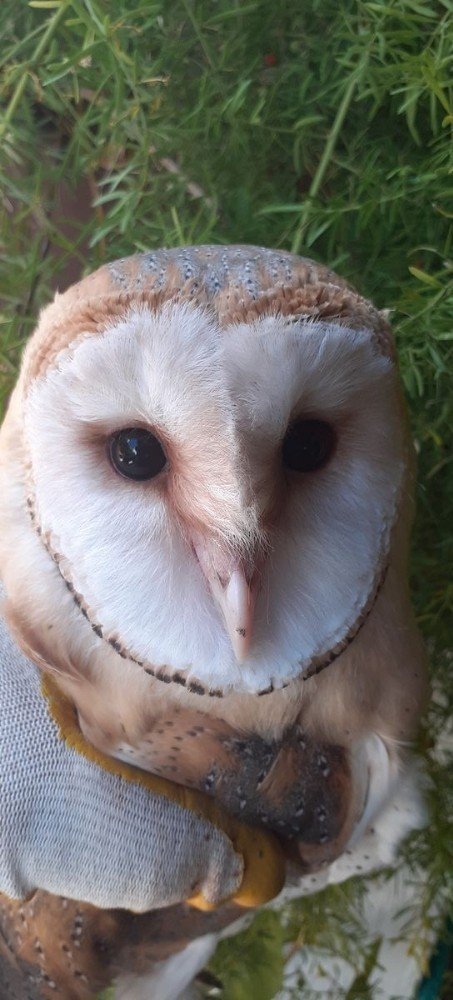 Peçeli baykuşlar Serçin’in sembolü oldu